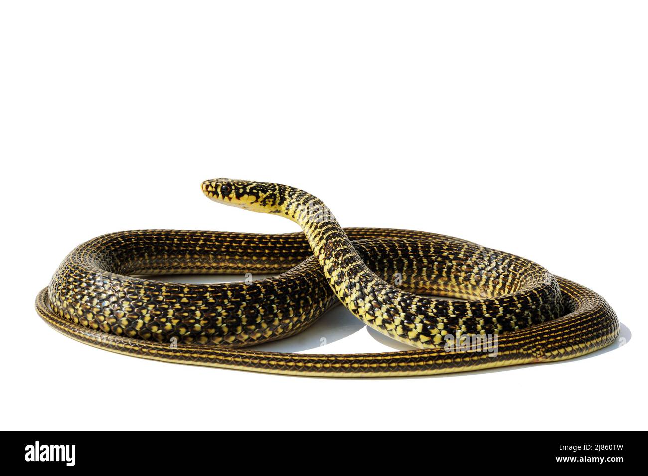 Green whip snake in studio ; Native of Poitou France Stock Photo - Alamy