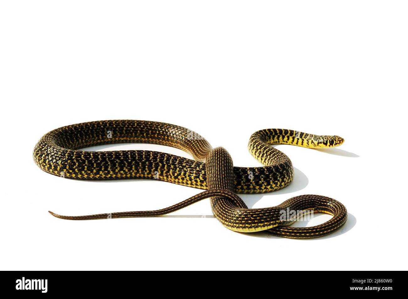 Green whip snake in studio ; Native of Poitou France Stock Photo - Alamy