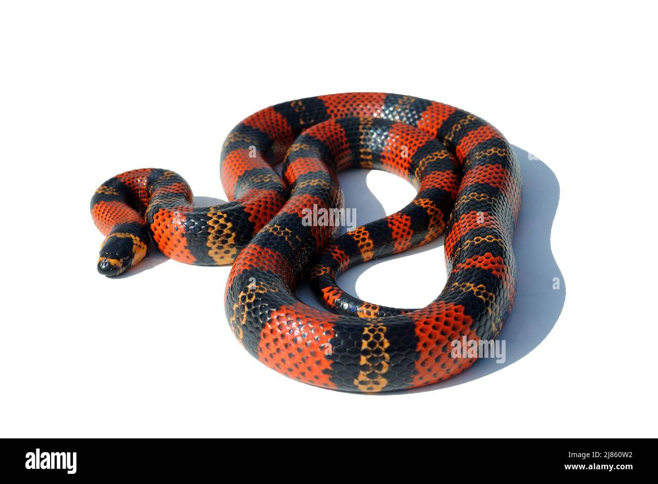 Honduran Milk Snake in tangerine phase ; Native of Honduras, Nicaragua ...