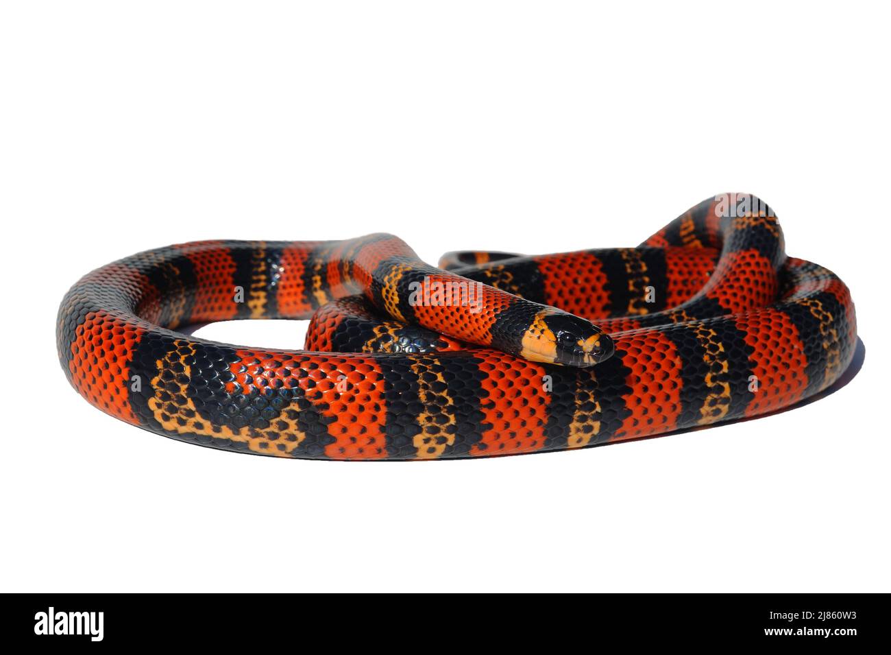 Honduran Milk Snake in tangerine phase ; Native of Honduras, Nicaragua ...
