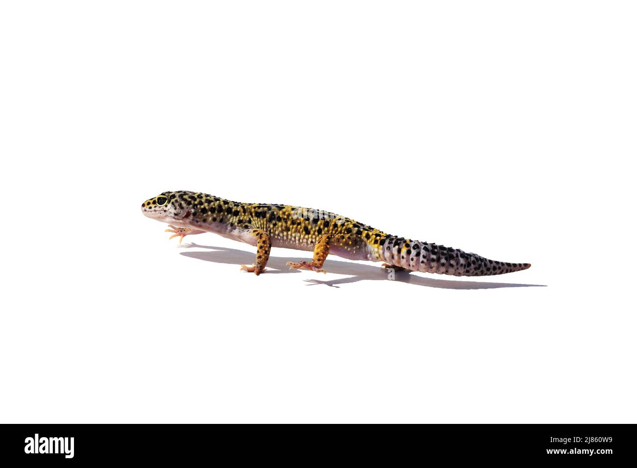 Common Leopard Gecko walking in studio ; Native of Pakistan Stock Photo ...