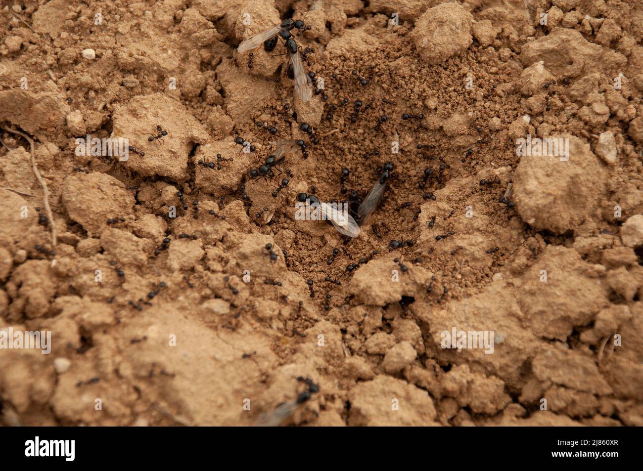 Male and female ants, group of black ants with wings are leaving the ...