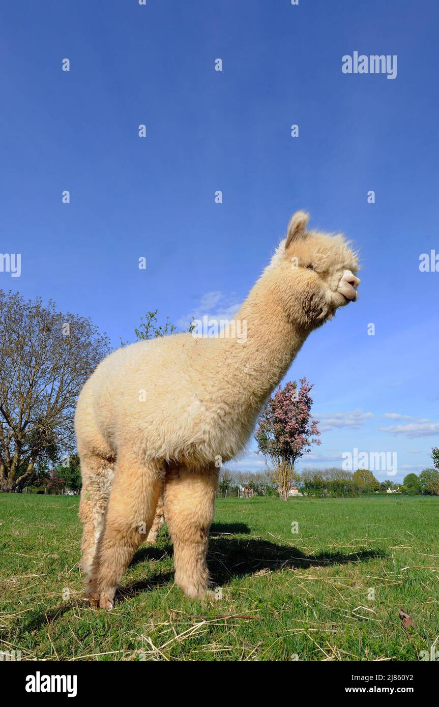 Alpaca standing in a gardenFrance Stock Photo - Alamy