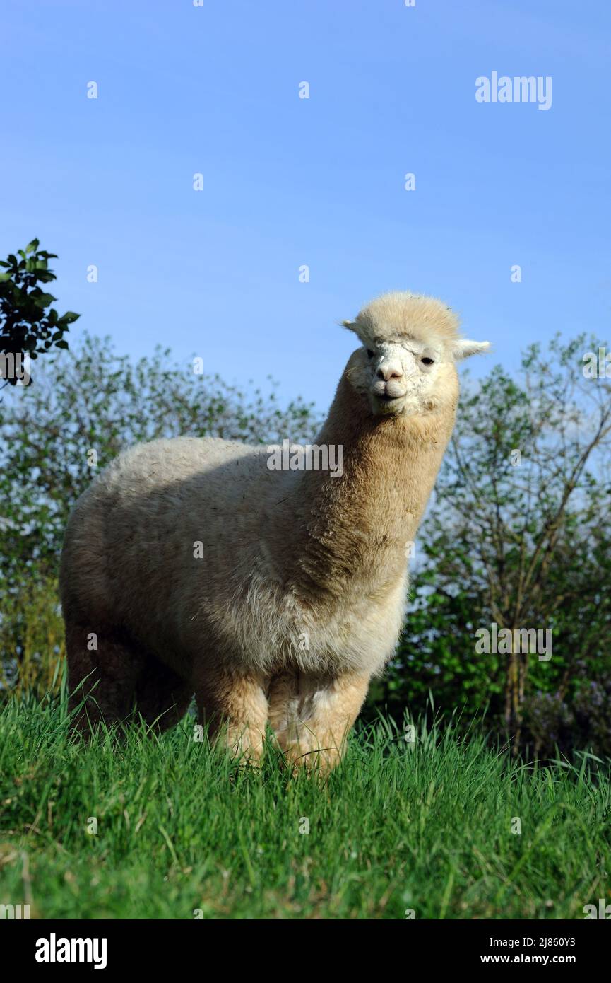 Alpaca standing in a gardenFrance Stock Photo - Alamy