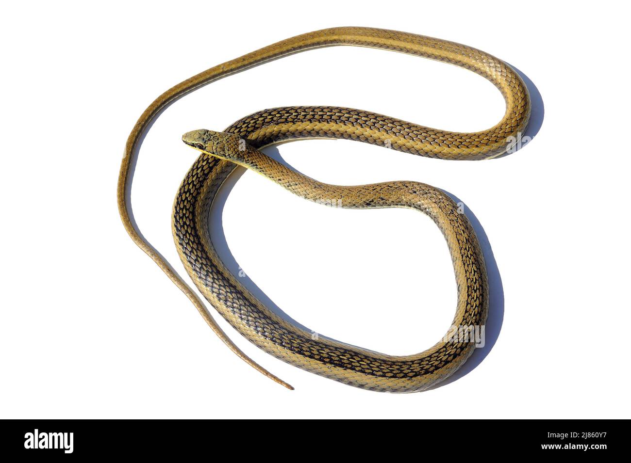 Eastern stripe-bellied sand snake in studio ; Originally from southern ...