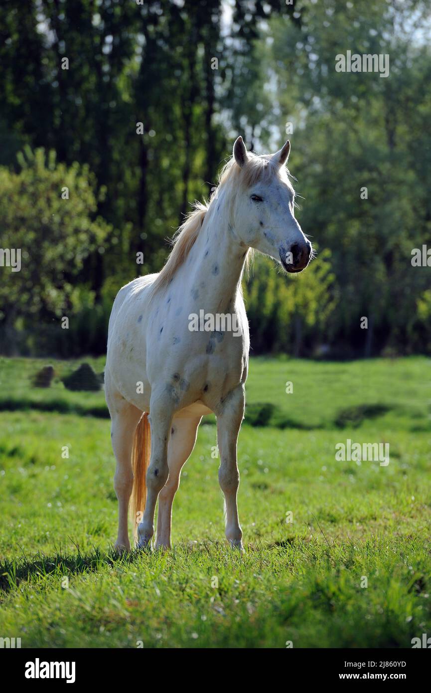 Arab cross horses standing in a meadow France Stock Photo - Alamy