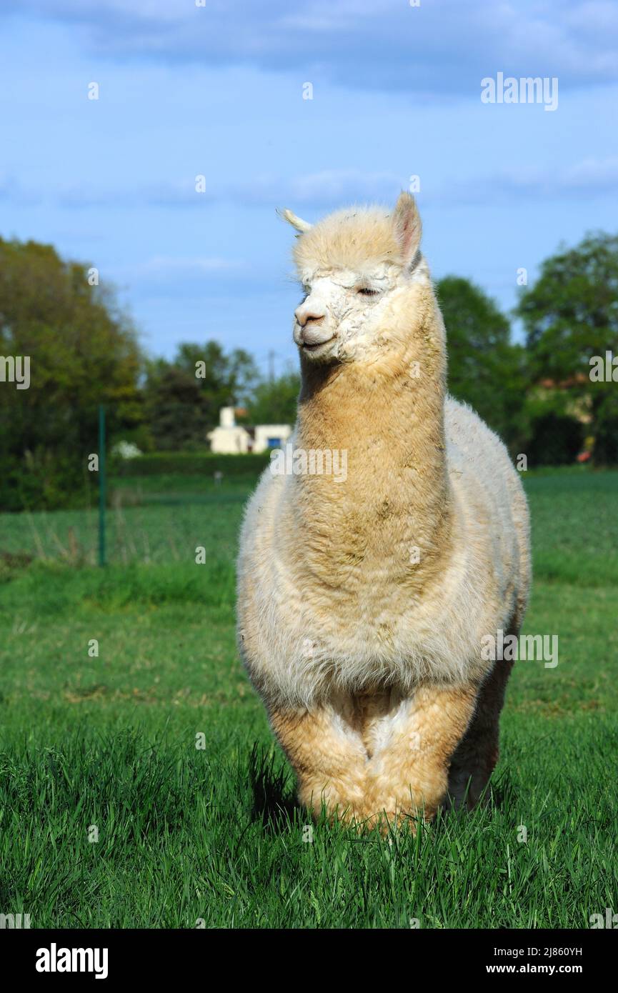 Alpaca standing in the grass France Stock Photo - Alamy
