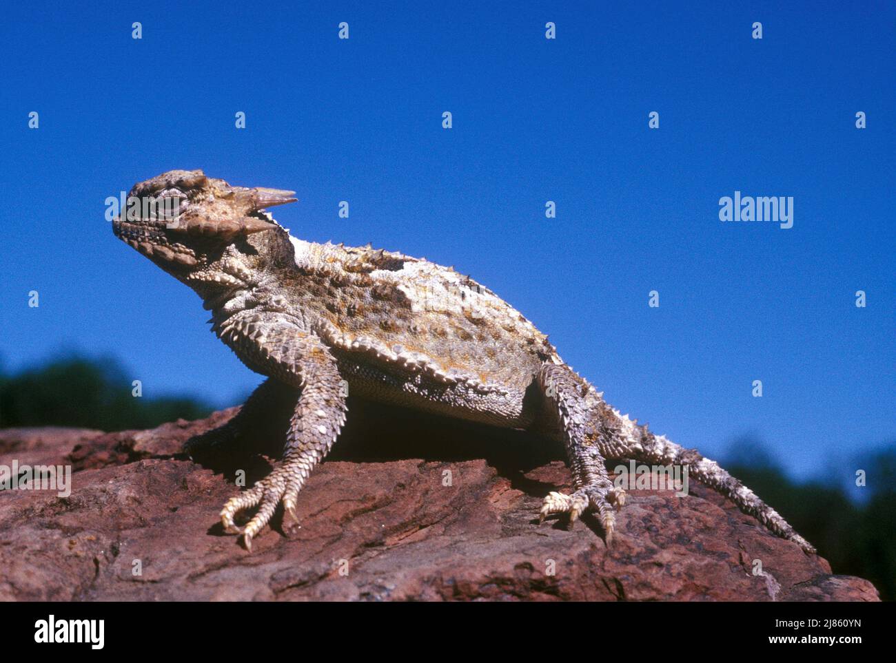 Desert Horned Lizard on rock Western USA Stock Photo - Alamy