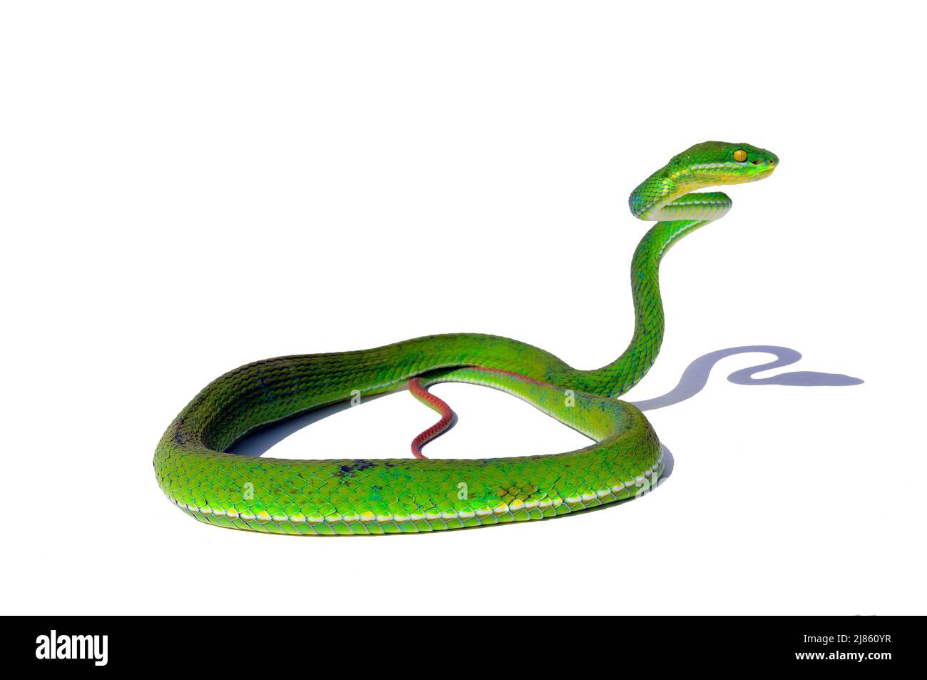 White-lipped Tree Viper on white background Stock Photo - Alamy