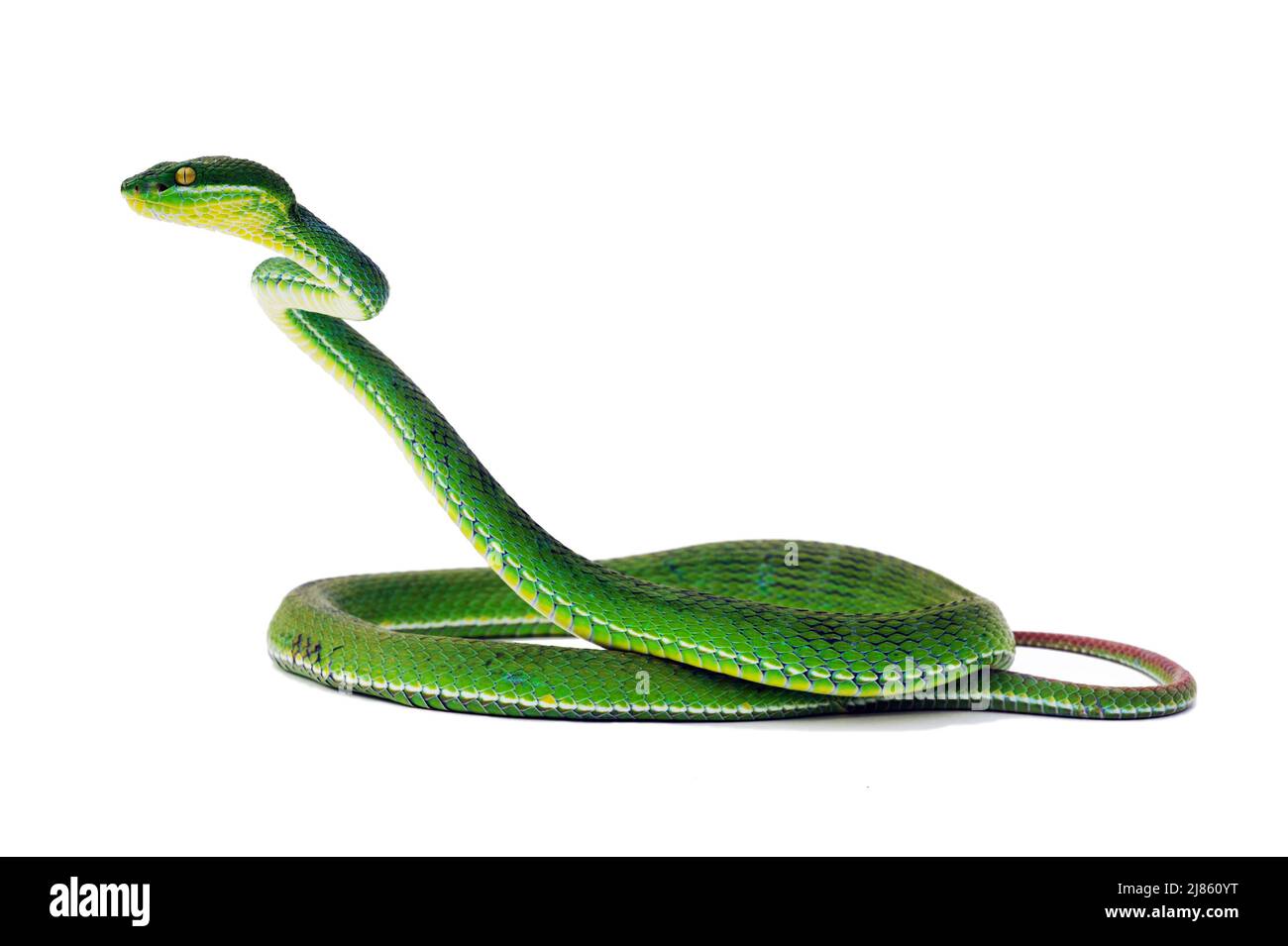 White-lipped Tree Viper on white background Stock Photo - Alamy