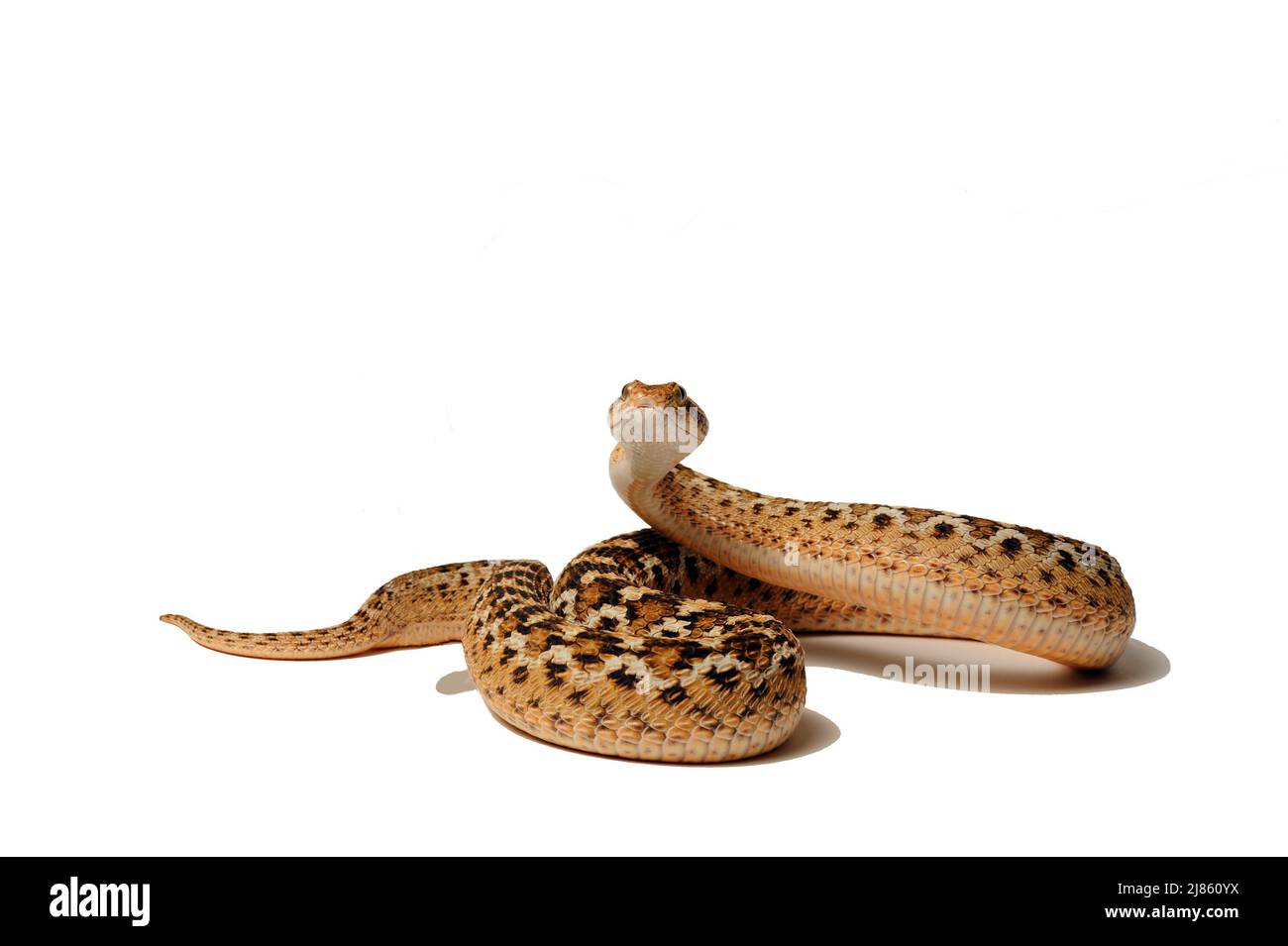 Eastern Saw-scaled Viper on white background Stock Photo - Alamy