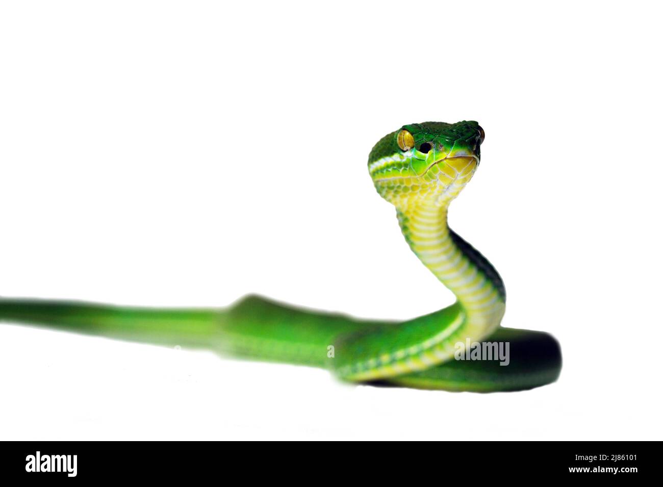 White-lipped Tree Viper on white background Stock Photo - Alamy