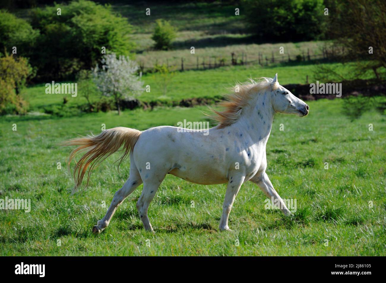Arab cross horses running in a meadow France Stock Photo - Alamy
