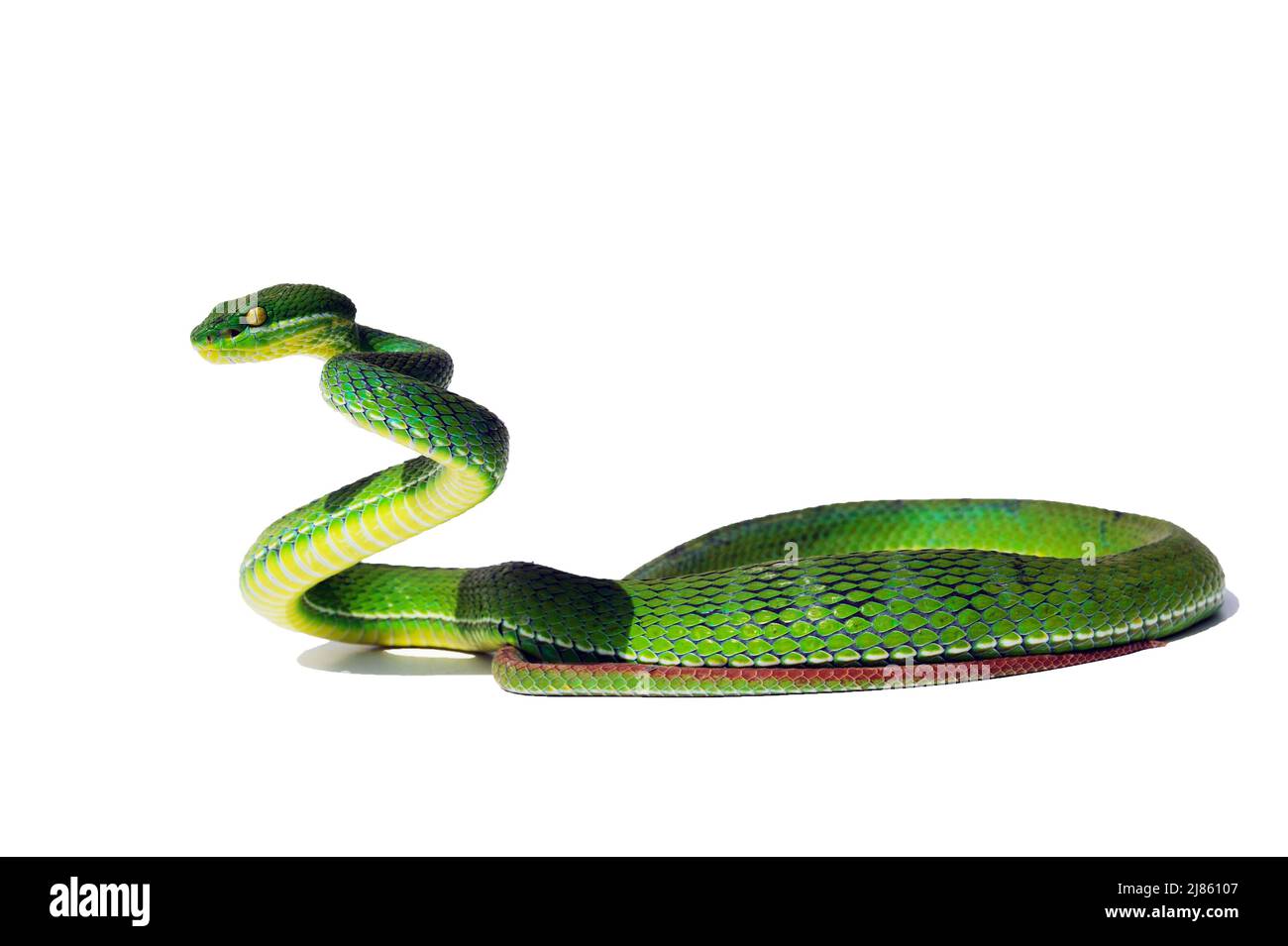 White-lipped Tree Viper on white background Stock Photo - Alamy