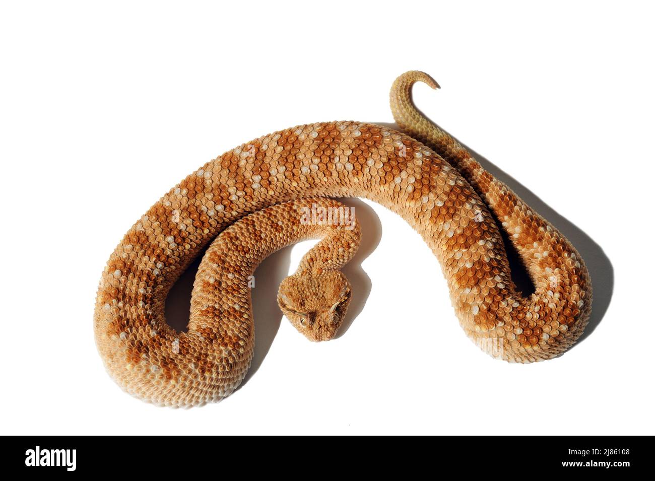 Arabian horned Viper on white background Stock Photo - Alamy