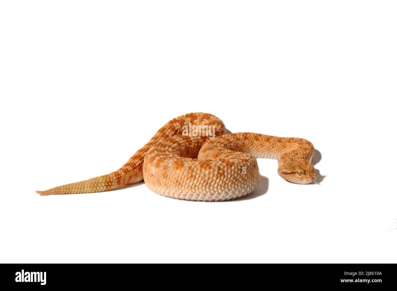 Arabian horned Viper on white background Stock Photo - Alamy