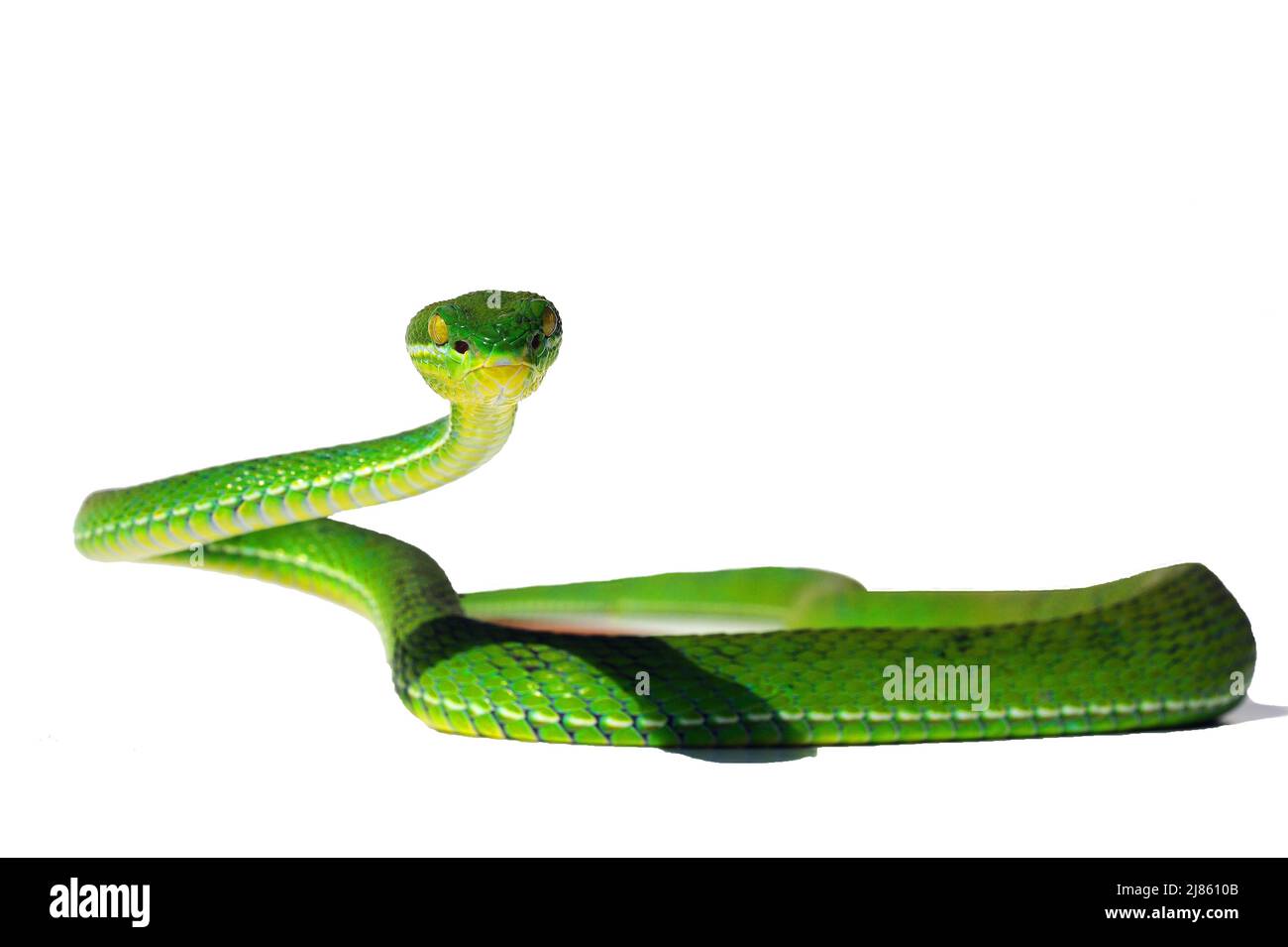 White-lipped Tree Viper on white background Stock Photo - Alamy