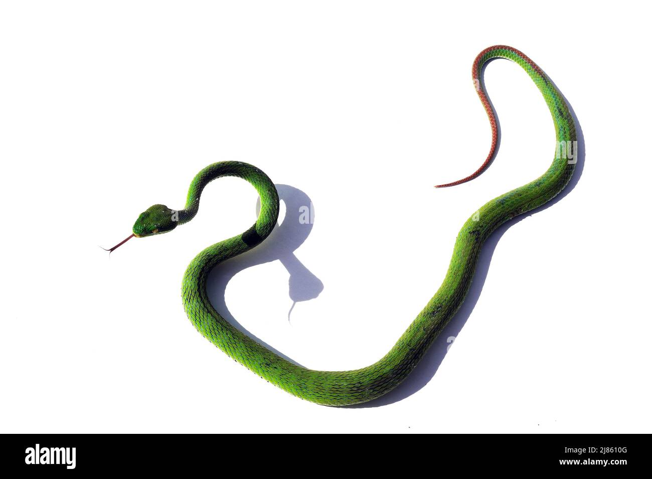 White-lipped Tree Viper on white background Stock Photo - Alamy