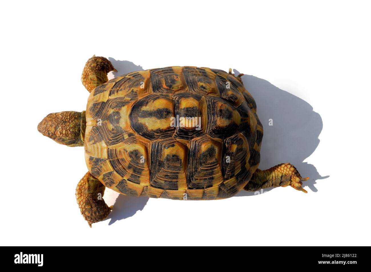 Western Hermann's tortoise walking on white background ; Origin: Massif ...