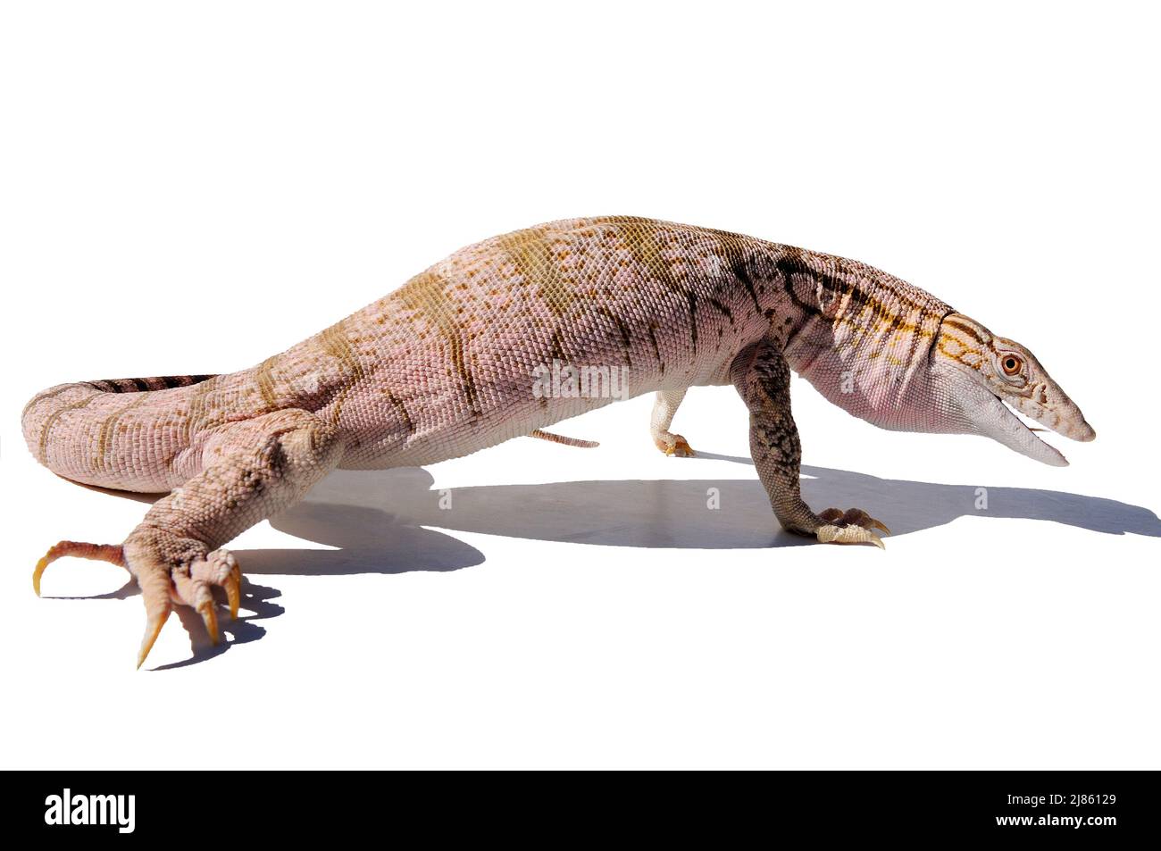 Desert Monitor on white background Stock Photo - Alamy