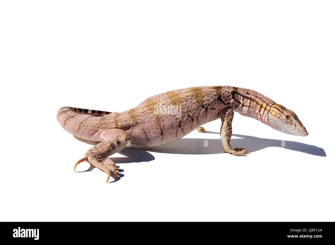 Desert Monitor on white background Stock Photo - Alamy