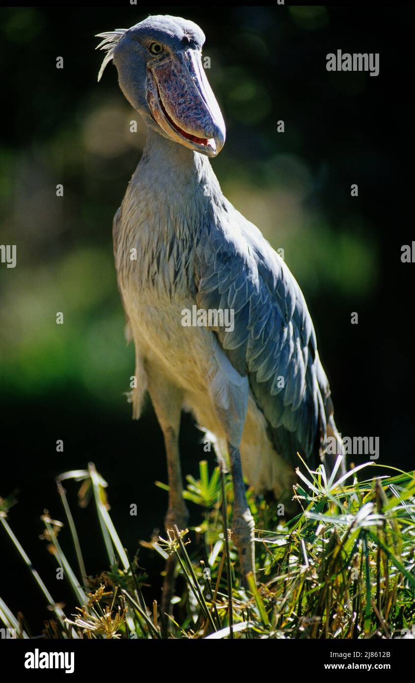 Shoebill standing on bank Stock Photo - Alamy