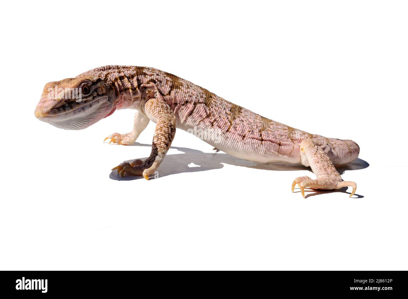 Desert Monitor on white background Stock Photo - Alamy