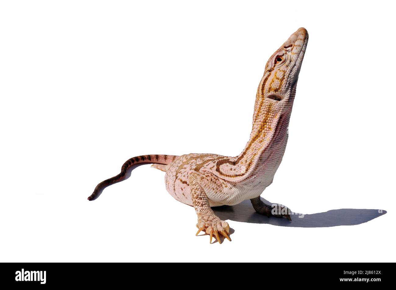 Desert Monitor on white background Stock Photo - Alamy