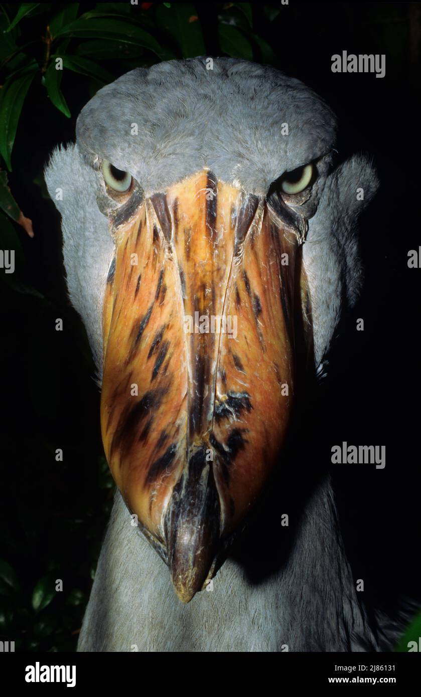 Portrait of Shoebill on a black background Stock Photo - Alamy