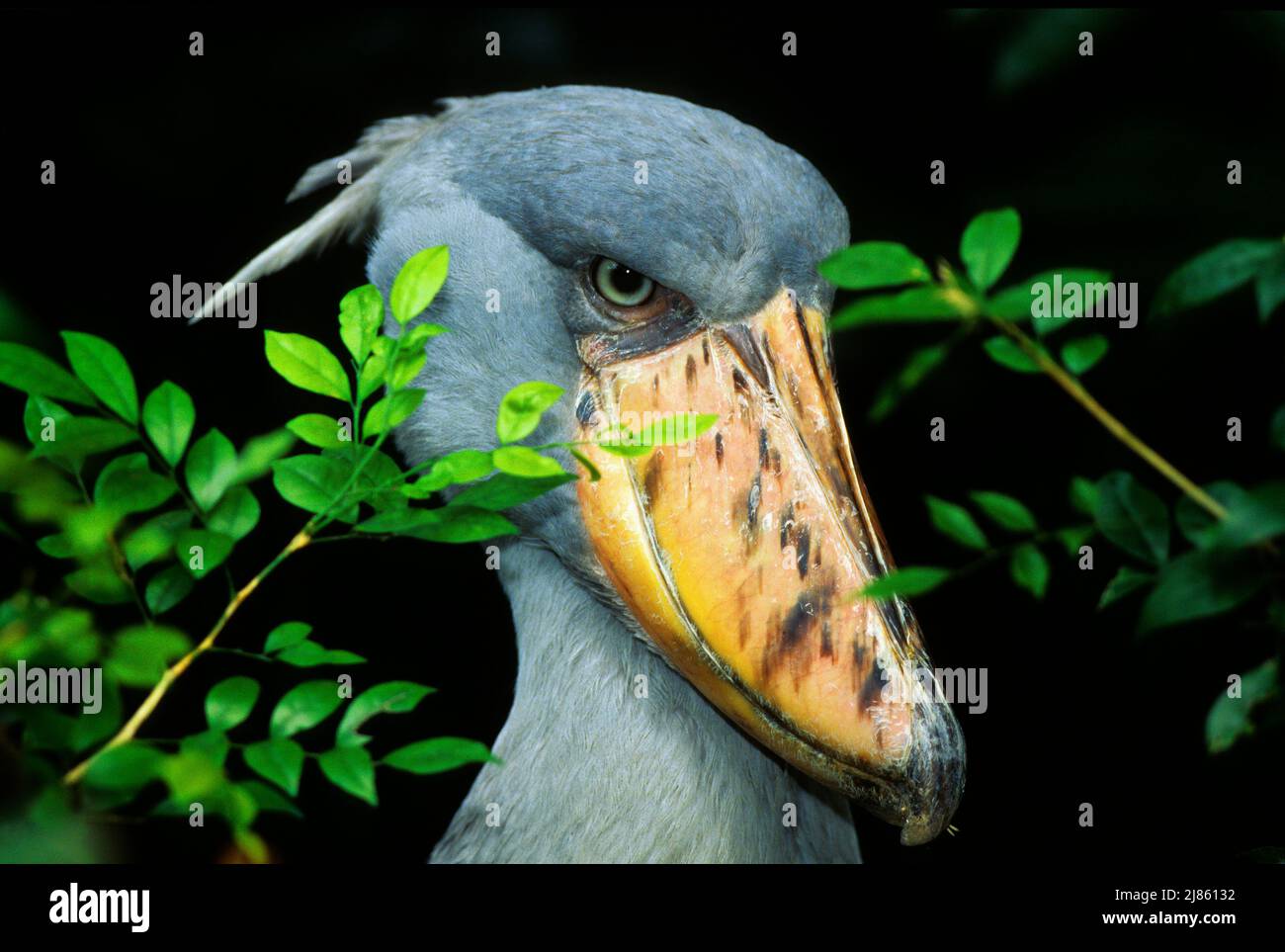 Portrait of Shoebill on a black background Stock Photo - Alamy