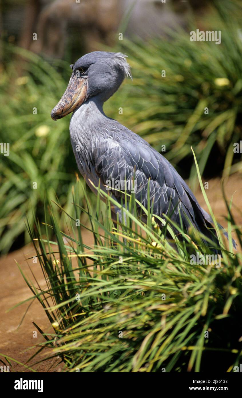 Shoebill standing on bank Stock Photo - Alamy