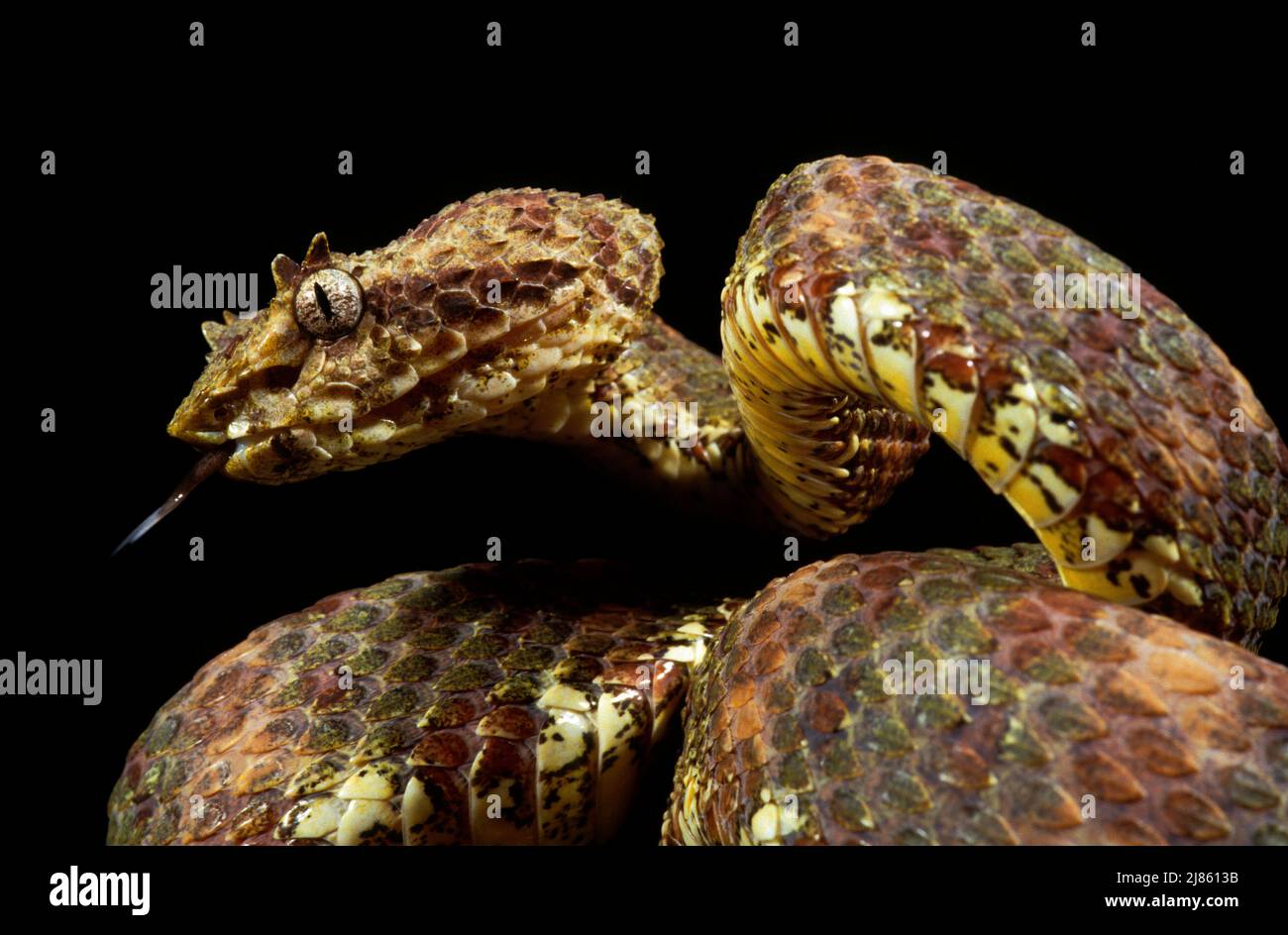 Venomous snake head anatomy hi-res stock photography and images - Alamy