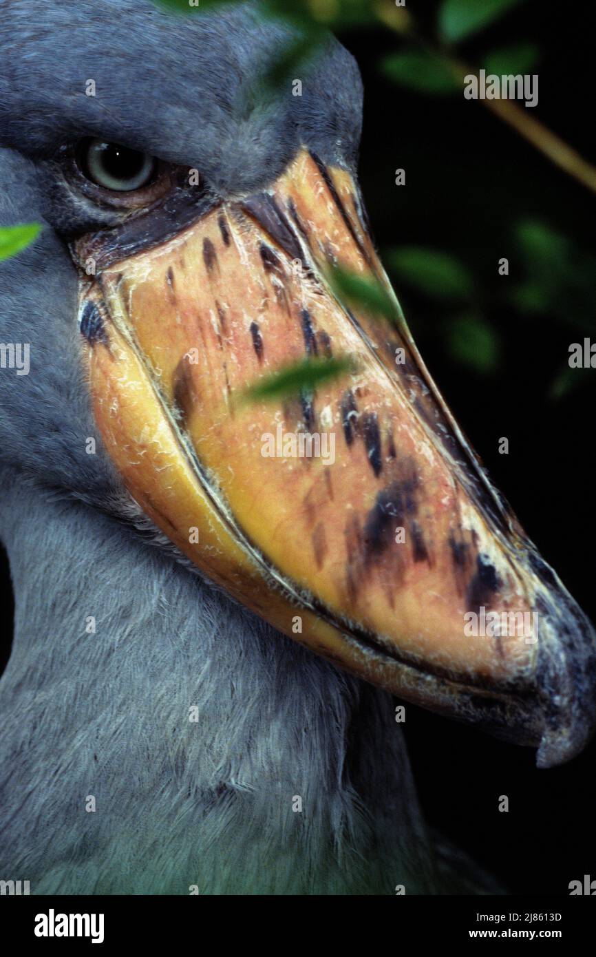 Portrait of Shoebill on a black background Stock Photo - Alamy