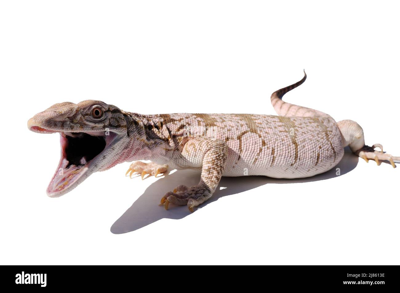 Desert Monitor on white background Stock Photo - Alamy