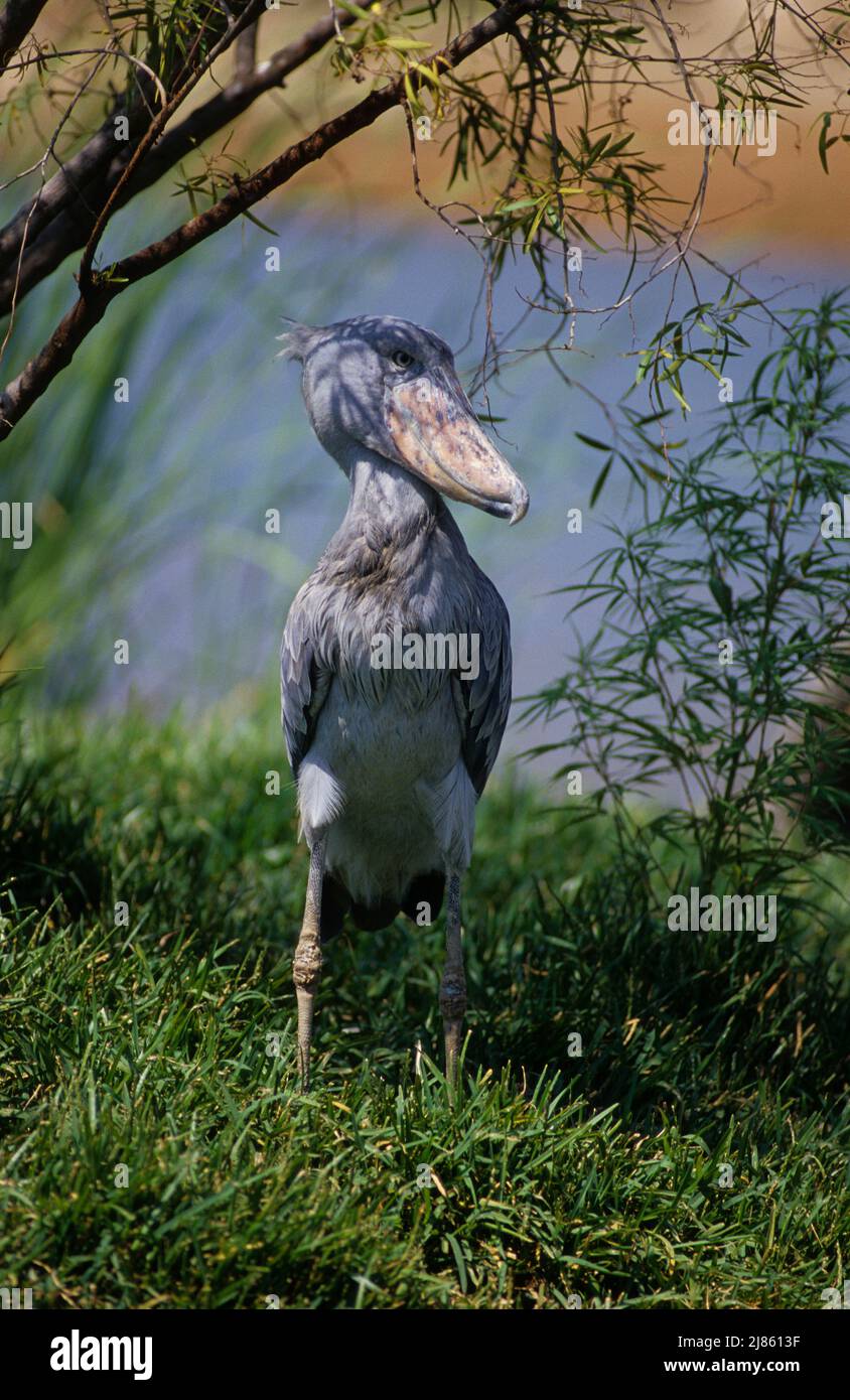 Shoebill standing on bank Stock Photo - Alamy