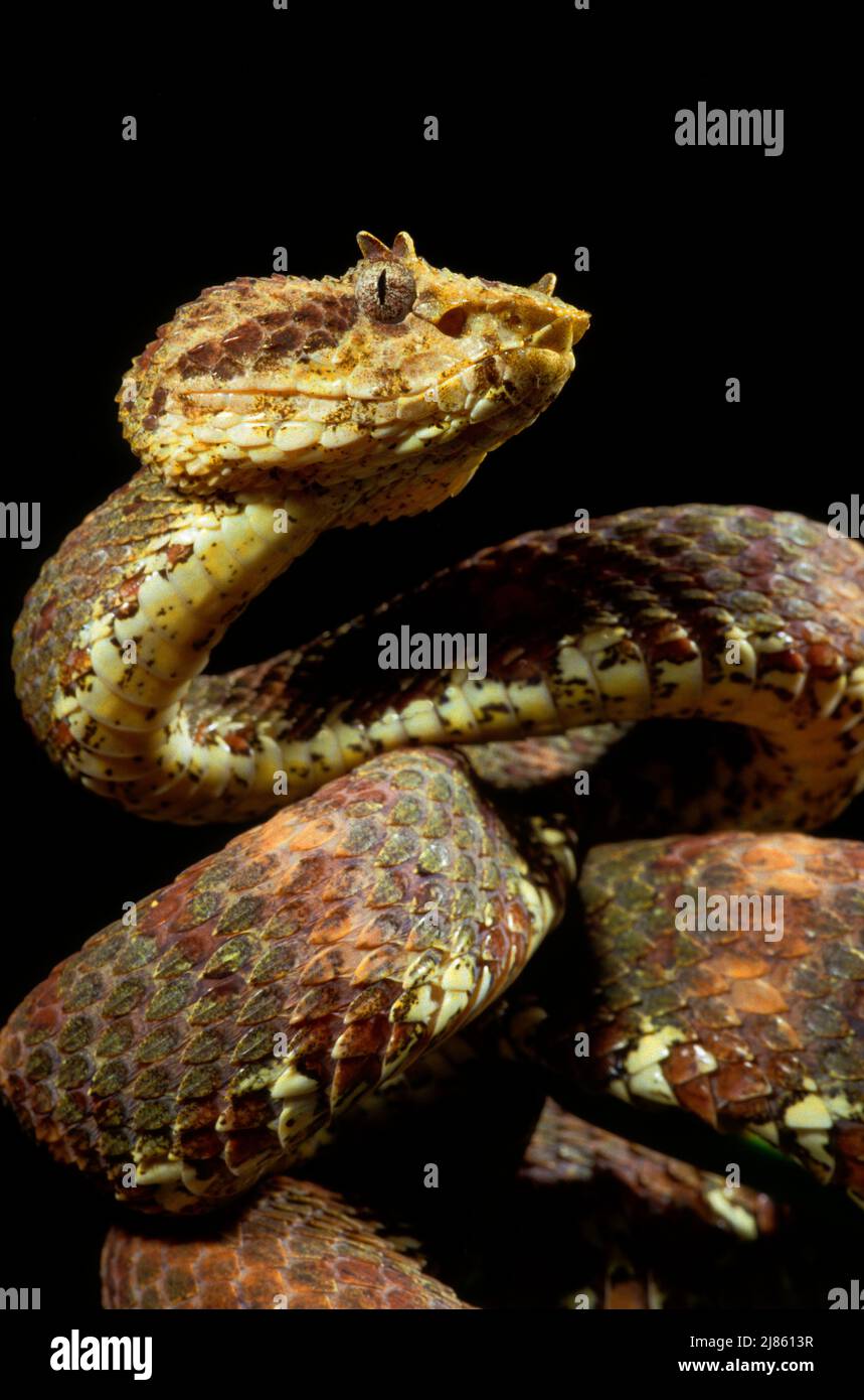 Portrait of Eyelash Viper on black background Stock Photo - Alamy