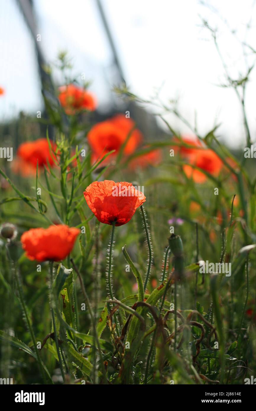 Poppy field low angle hi-res stock photography and images - Alamy