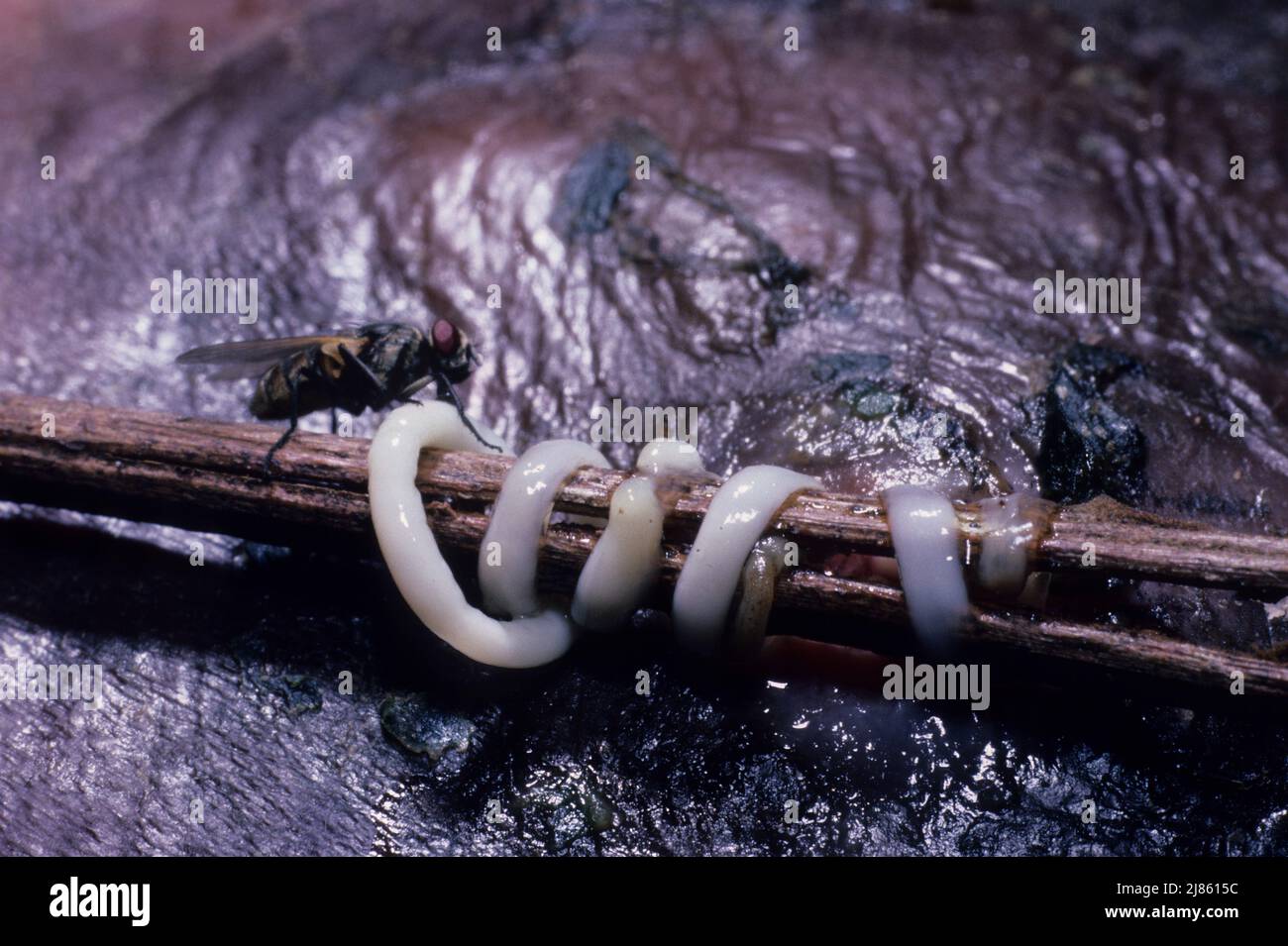 Guinea worm extraction hi-res stock photography and images - Alamy