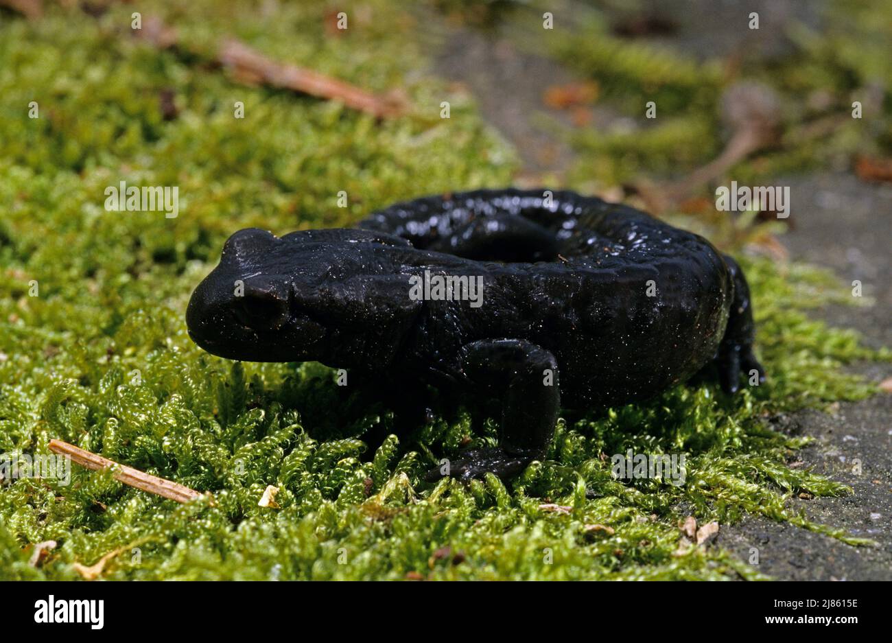 Black alpine salamander salamandra atra hi-res stock photography and ...