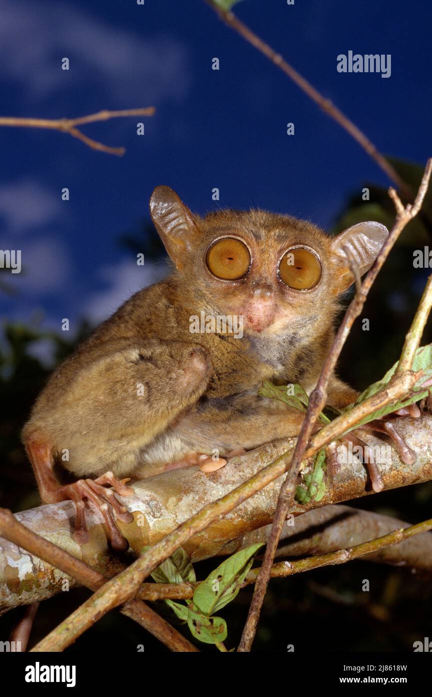 Philippine Tarsier on a branch Bohol island Philippine Stock Photo - Alamy
