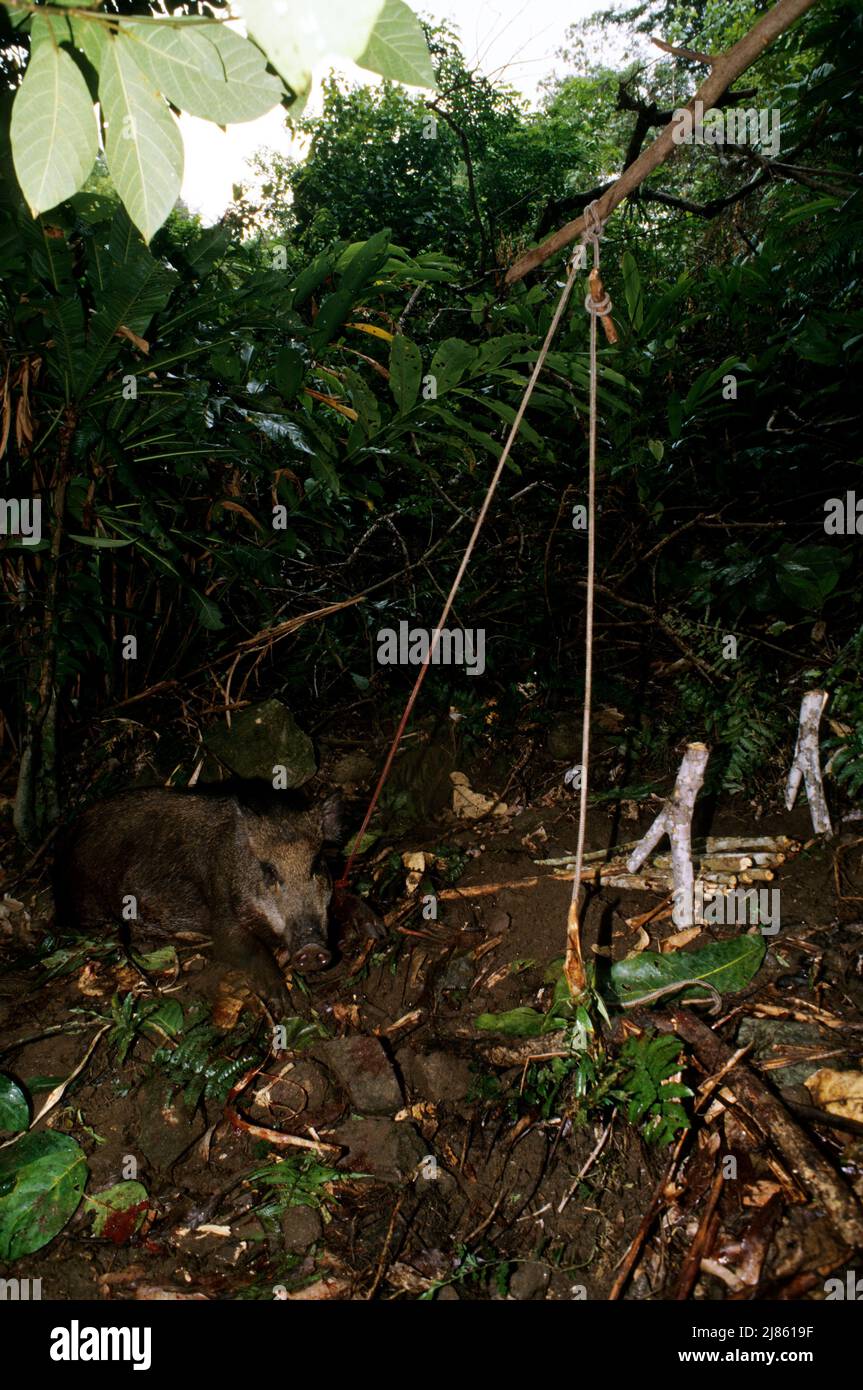 Pig island pacific hi-res stock photography and images - Alamy