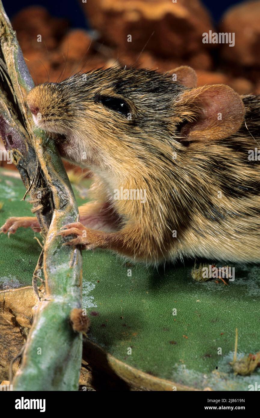 Barbary Striped Grass Mouse eating a Cactus Stock Photo - Alamy