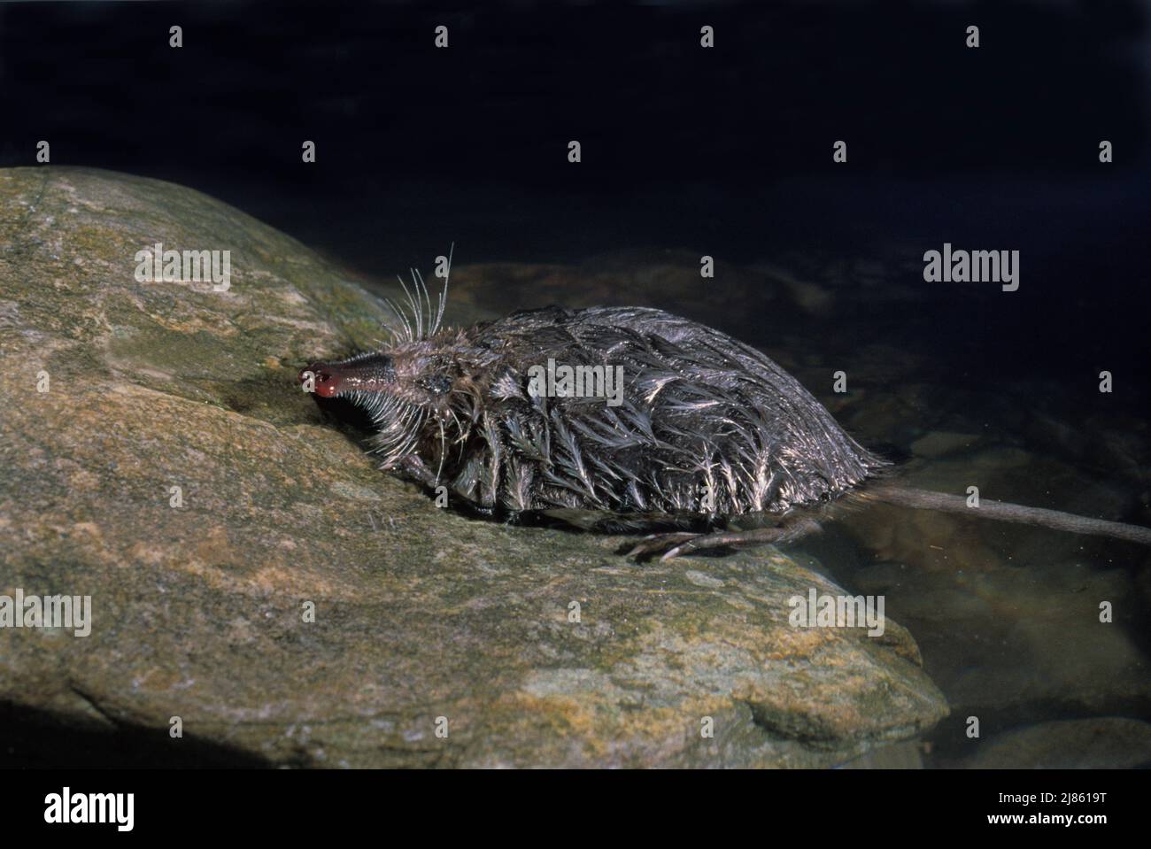 Pyrenean Desman on a rock Midi-Pyrenenes France Stock Photo - Alamy