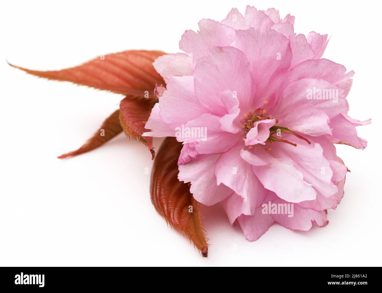 Closeup blooming pink prunus Cut Out Stock Images & Pictures - Alamy