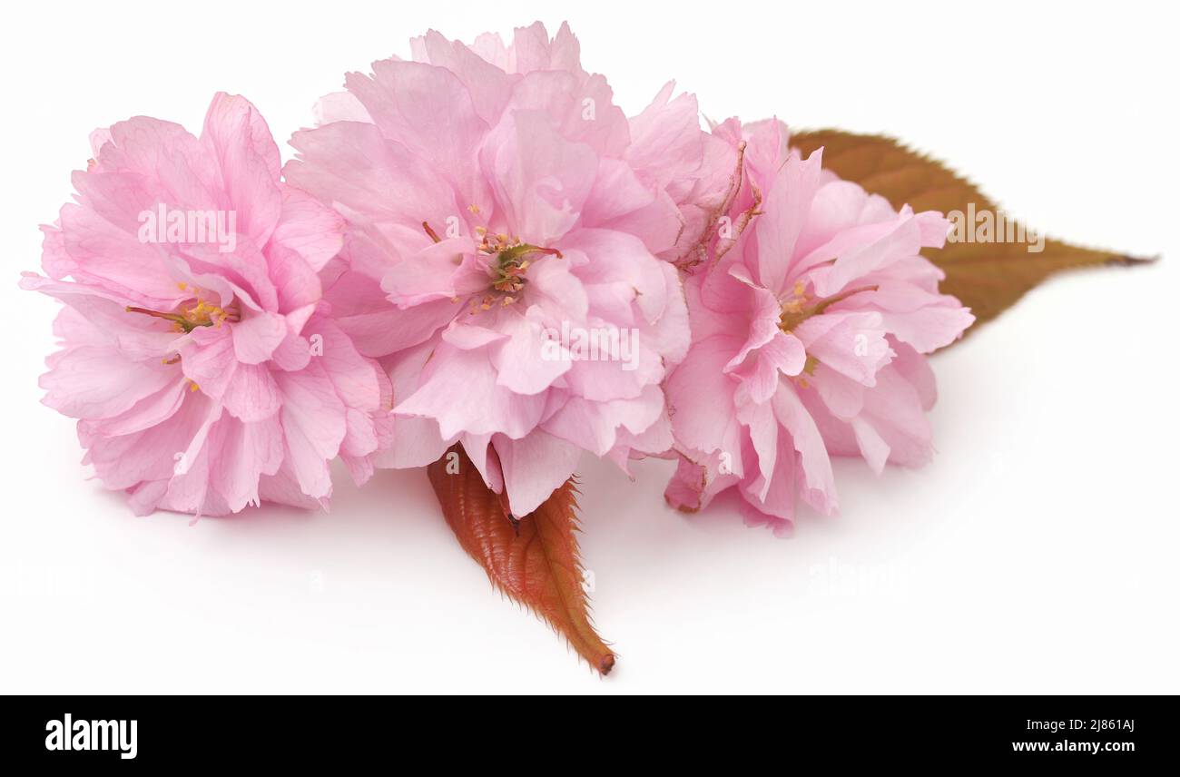 Closeup blooming pink prunus Cut Out Stock Images & Pictures - Alamy