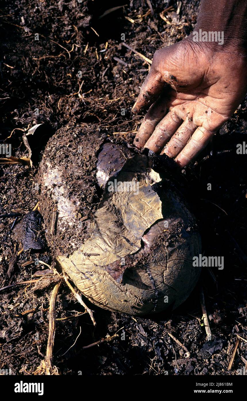 West African Lungfish just extract of its cocoon Cameroon Stock Photo ...