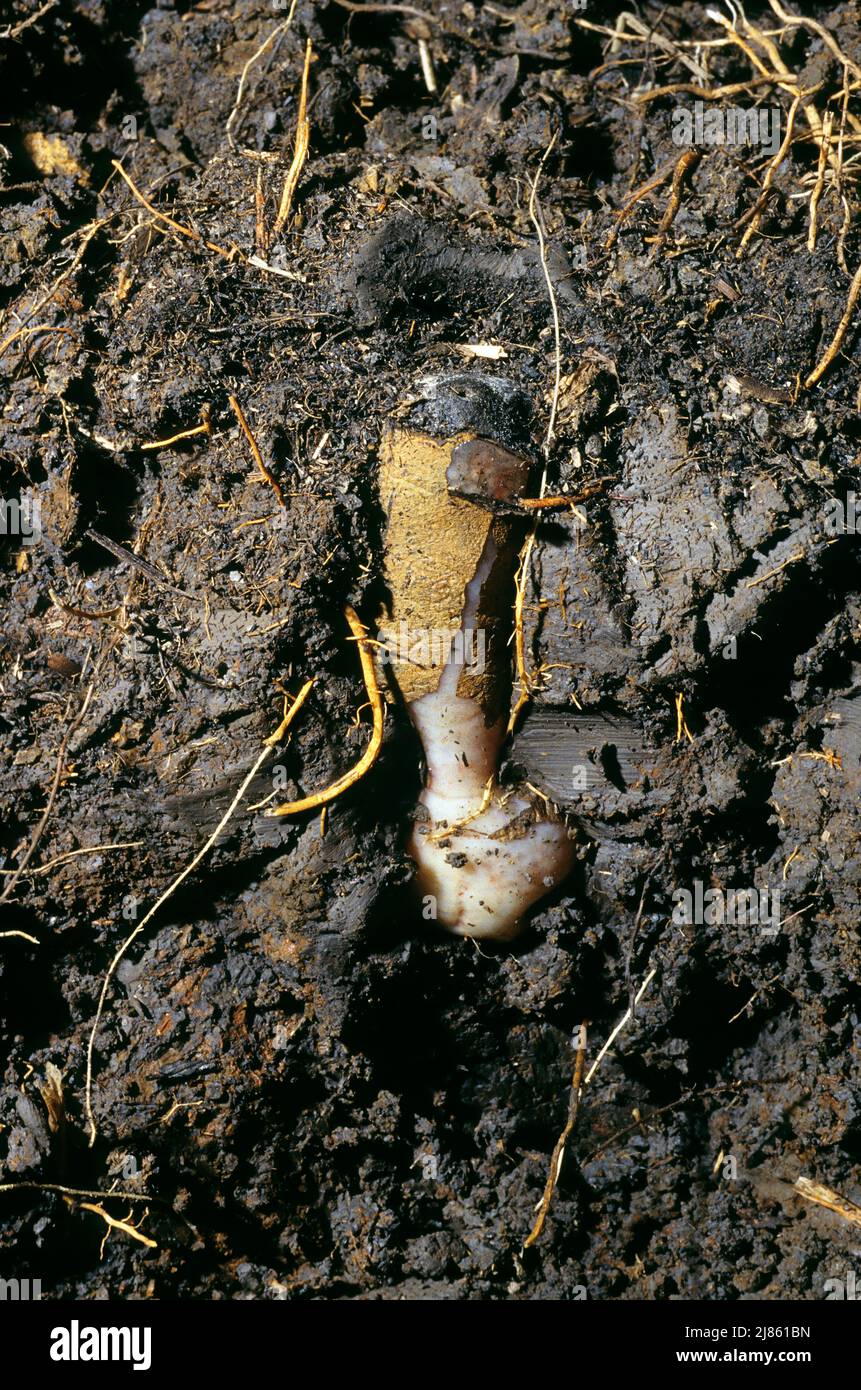 West African Lungfish just extract of its cocoon Cameroon Stock Photo ...