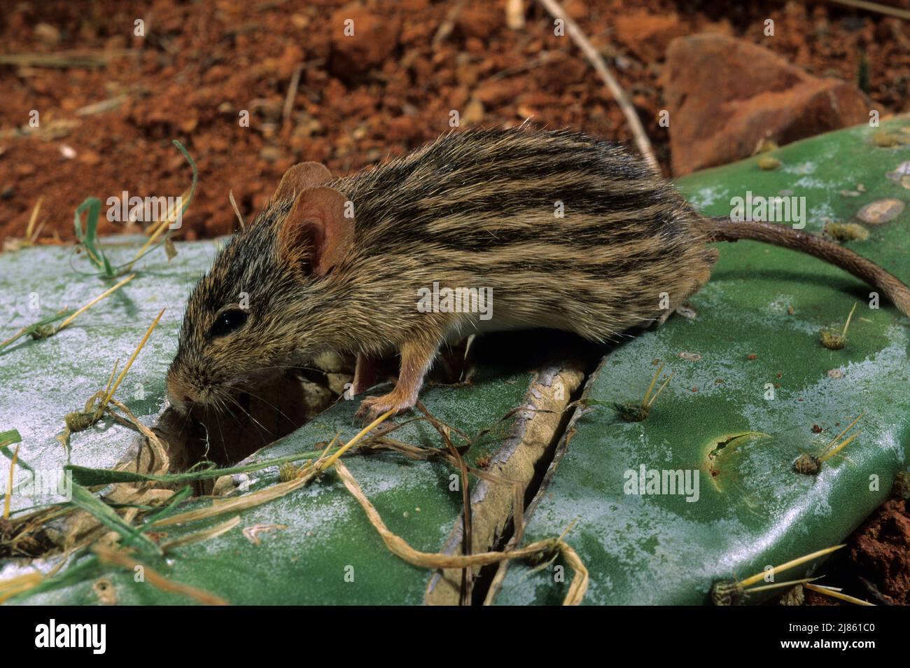 Barbary Striped Grass Mouse eating a Cactus Stock Photo - Alamy