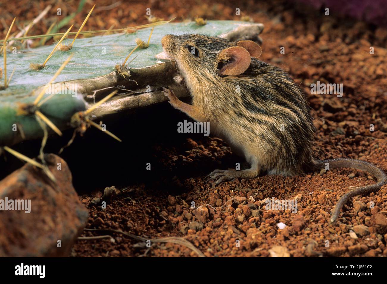 Barbary Striped Grass Mouse eating a Cactus Stock Photo - Alamy