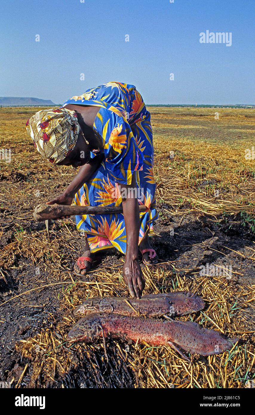 West African Lungfish just extract of its cocoon Cameroon Stock Photo ...